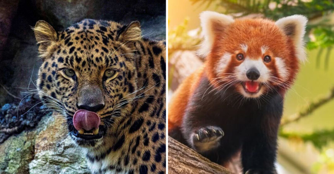 15 Lesser-Known Animals Going Extinct We Can’t Ignore