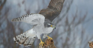 15 Magnificent Types Of Hawks And Where To Find Them