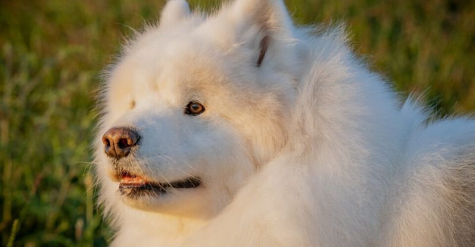 15 Of The Coolest Dogs In The World And What Makes Them So Special ...