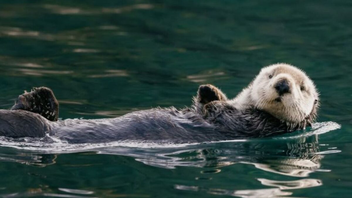 15 Reasons Sea Otters Are Some Of The Coolest Creatures