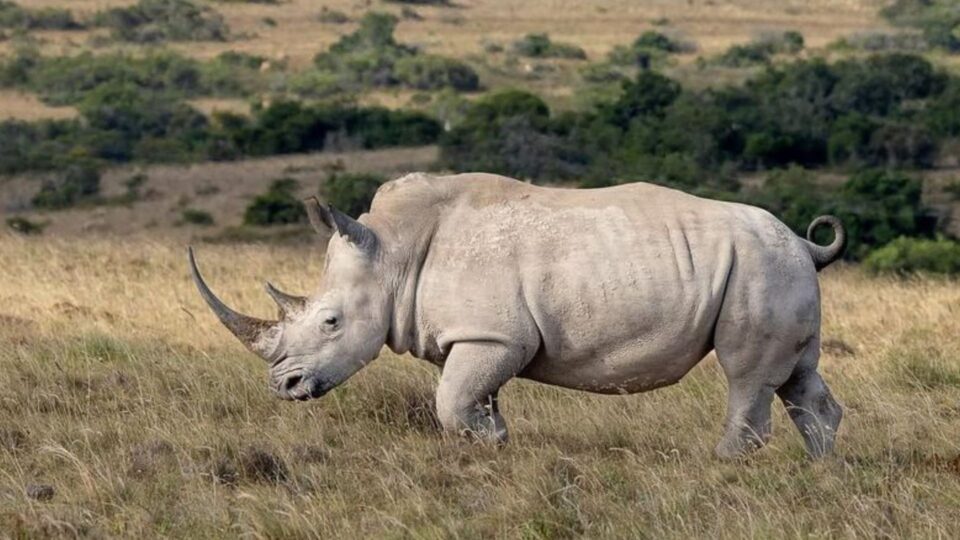 15 Reasons The Javan Rhino Is One Of The Rarest Creatures On Earth