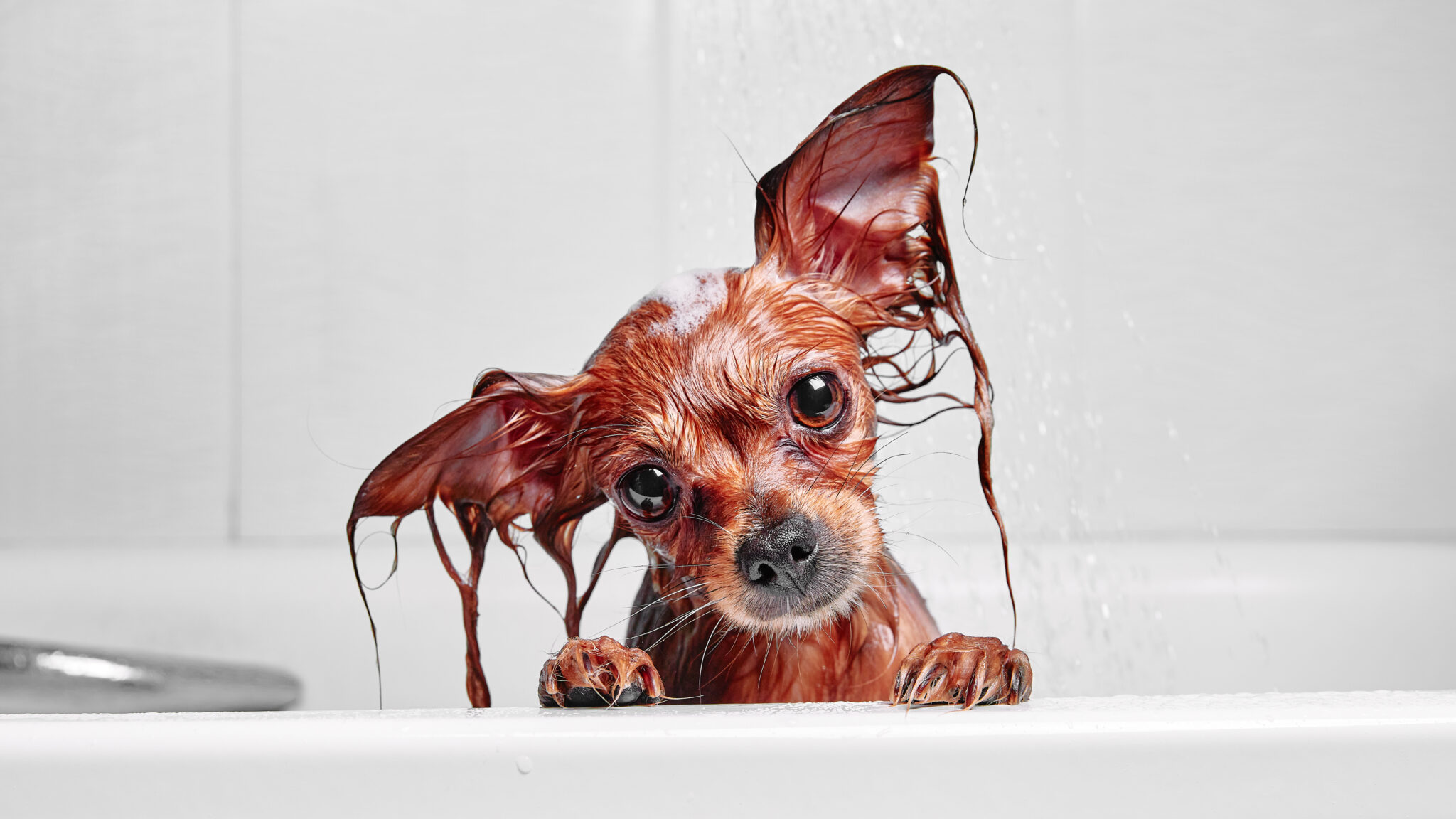 15 Ultimate Dog Breeds That Hardly Ever Need A Bath