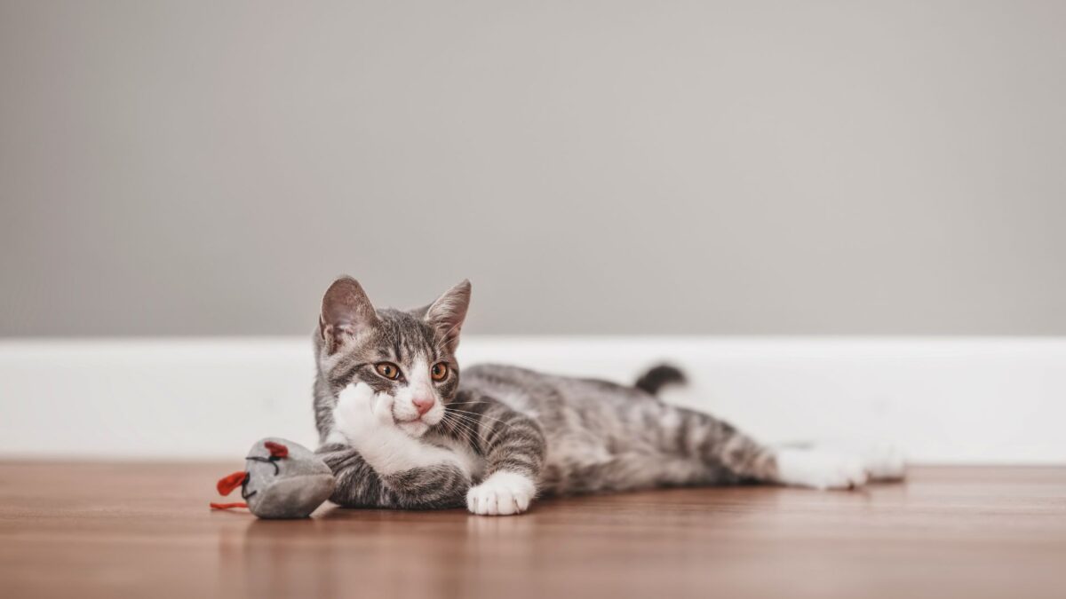15 Ways To Tackle Cat Boredom And Aggression, According To Experts