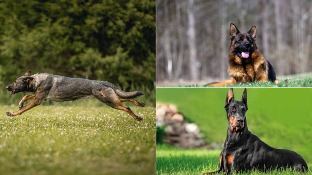 16 Alpha Dog Breeds That Need An Experienced And Firm Owner