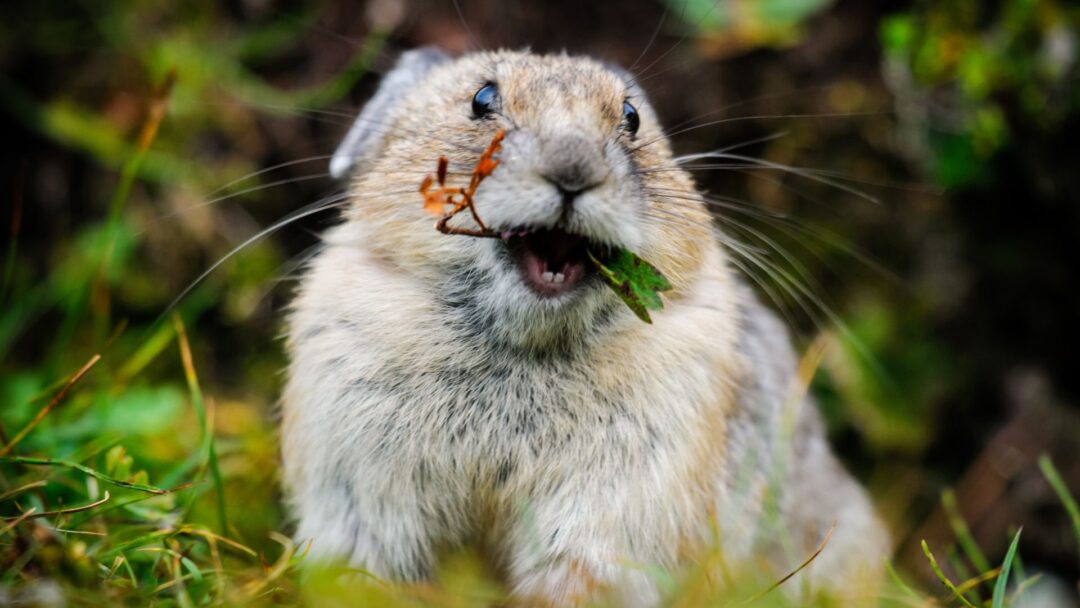 16 Animals That Are Every Bit As Cute And Cuddly As Koalas