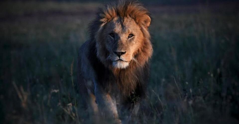 12 Animals With The Most Impressive Hearing Abilities