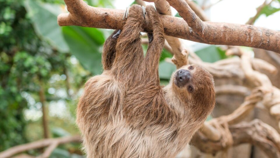 16 Countries And Rainforests Where Wild Sloths Live