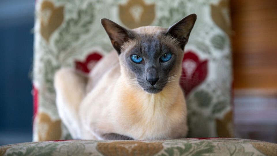 15 Different Types Of Siamese Cats You Probably Didn’t Know