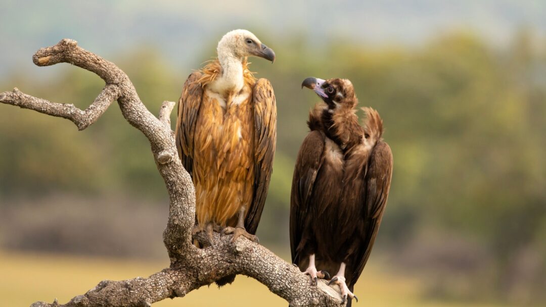 16 Generally Calm Animals That Most See As Villains