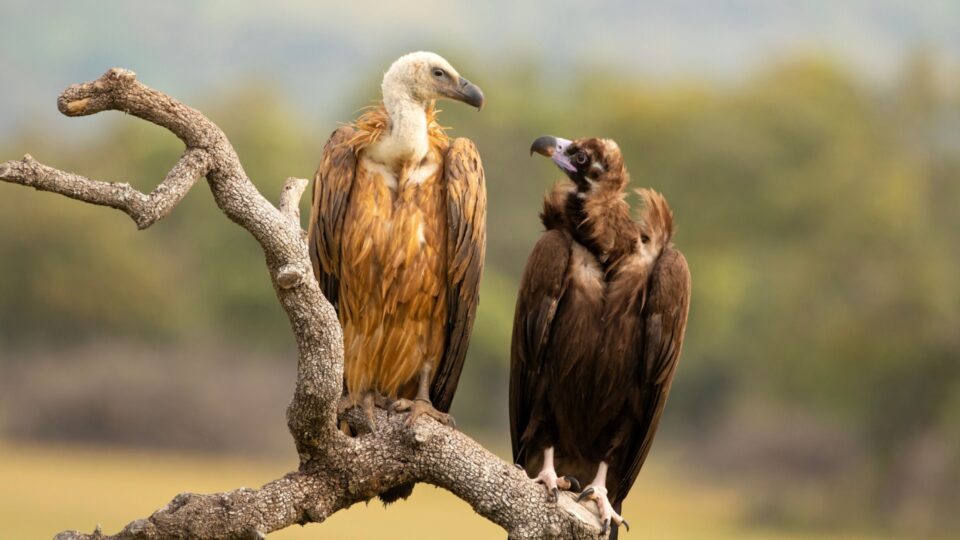 16 Generally Calm Animals That Most See As Villains