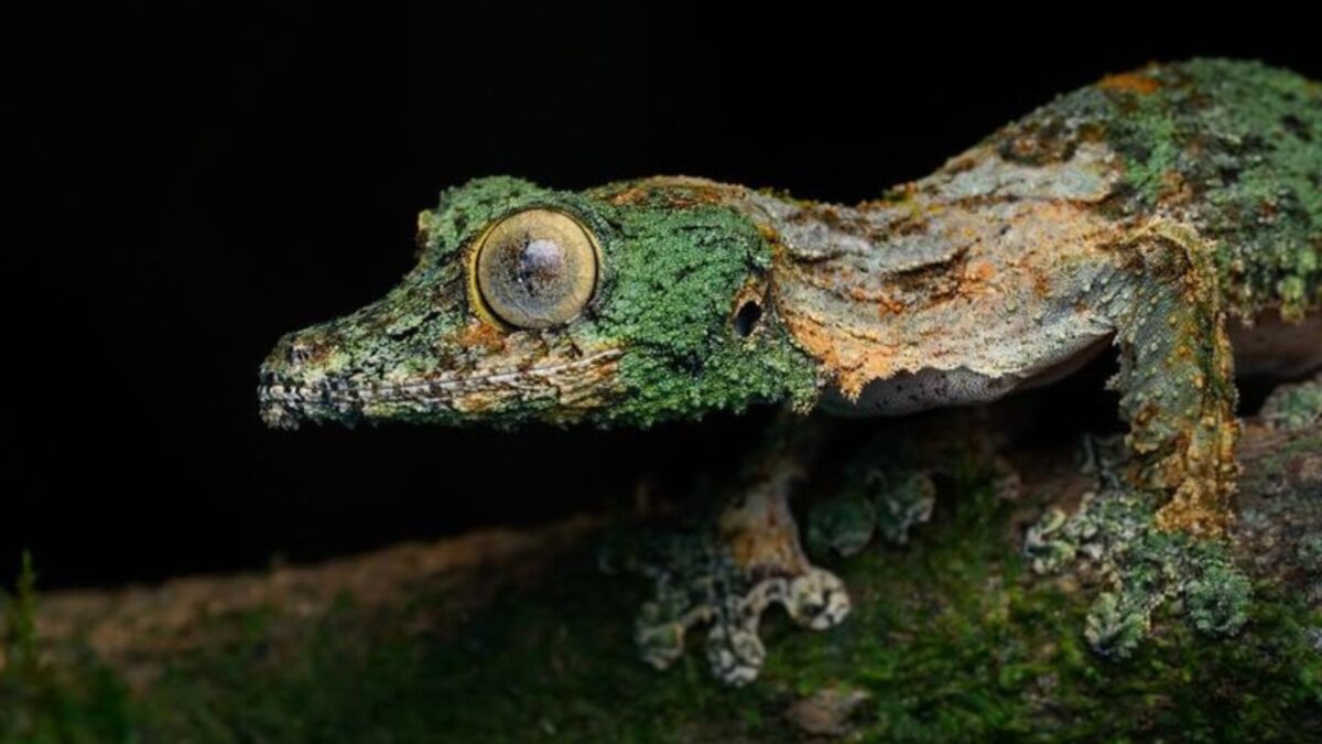 16 Strange Creatures Found In The World’s Rainforests