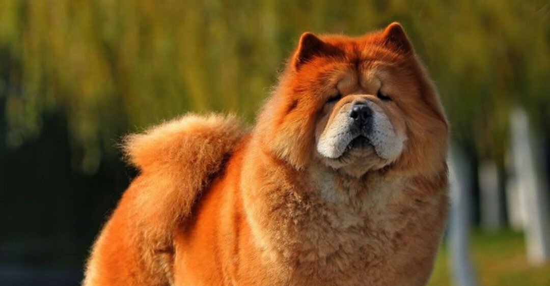 16 Worst Dog Breeds For Kids – Keep Them Away