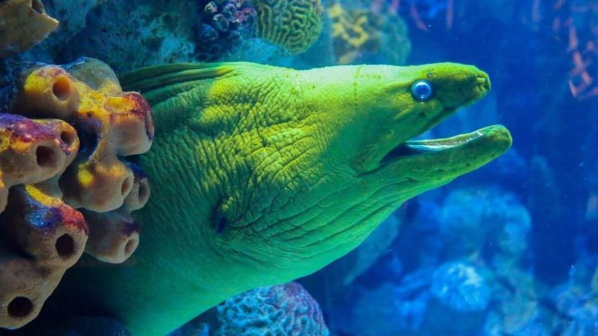 17 Dangerous Creatures To Be Aware Of Before Snorkeling In The Caribbean