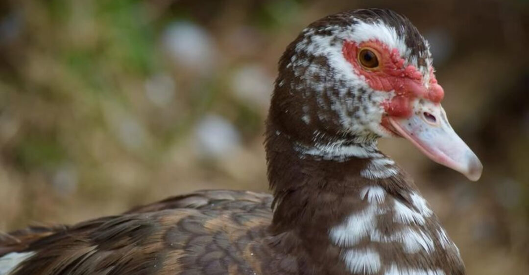 17 Different Types Of Farm Birds To Raise In Abundance