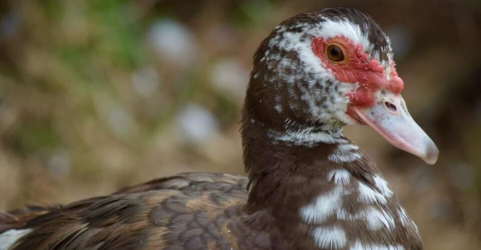 17 Different Types Of Farm Birds To Raise In Abundance