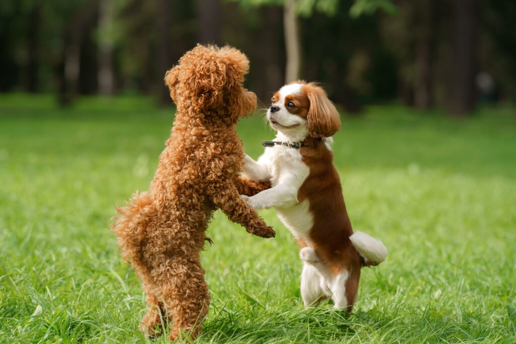 17 Dog Breeds That Are Natural Extroverts