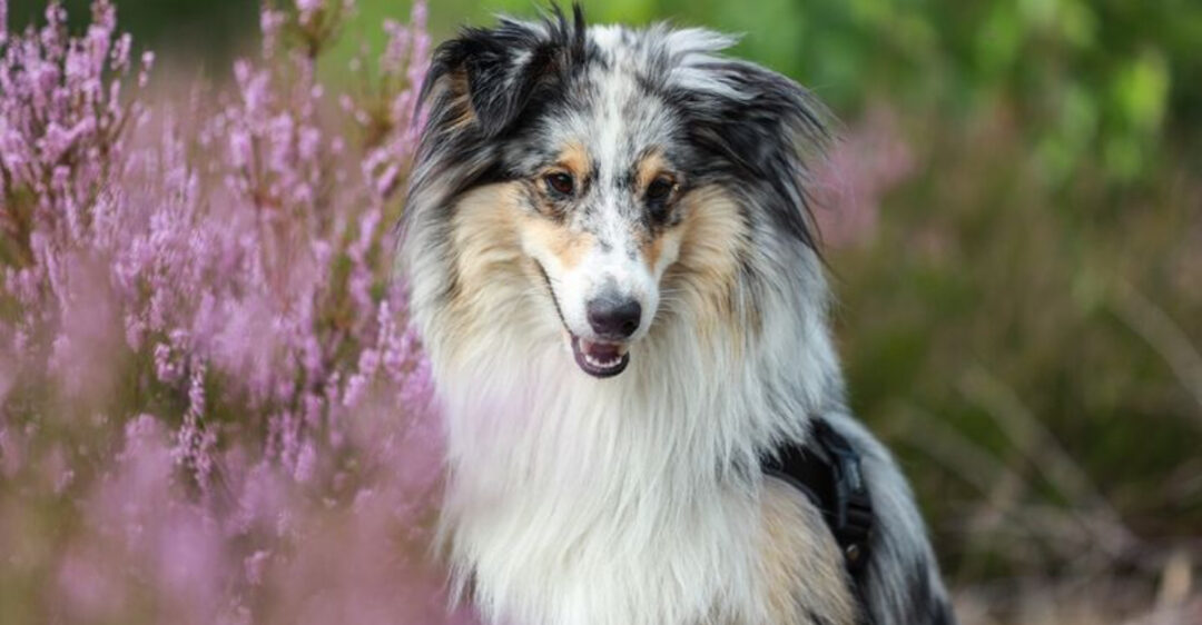 17 Dog Breeds With Beautiful Merle Coats