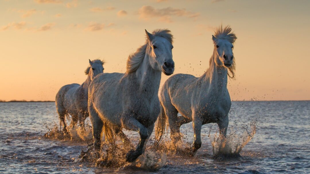 17 Exceptionally Rare Horses You’ve Probably Never Seen