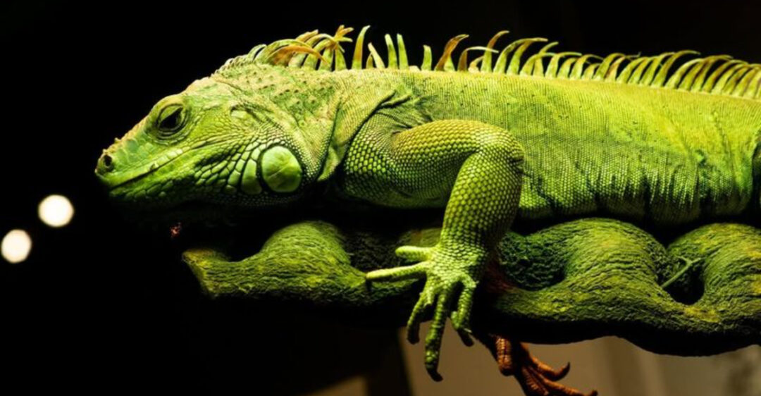 17 Lizards That Need More Space Than You’d Think
