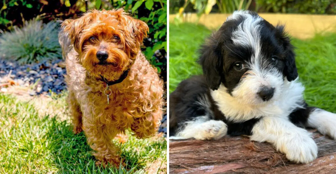 17 Rising Dog Breeds Gaining Popularity Fast In 2025