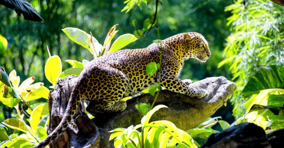 18 Big Cats You Might Never See Again – A Look At The Rarest Species