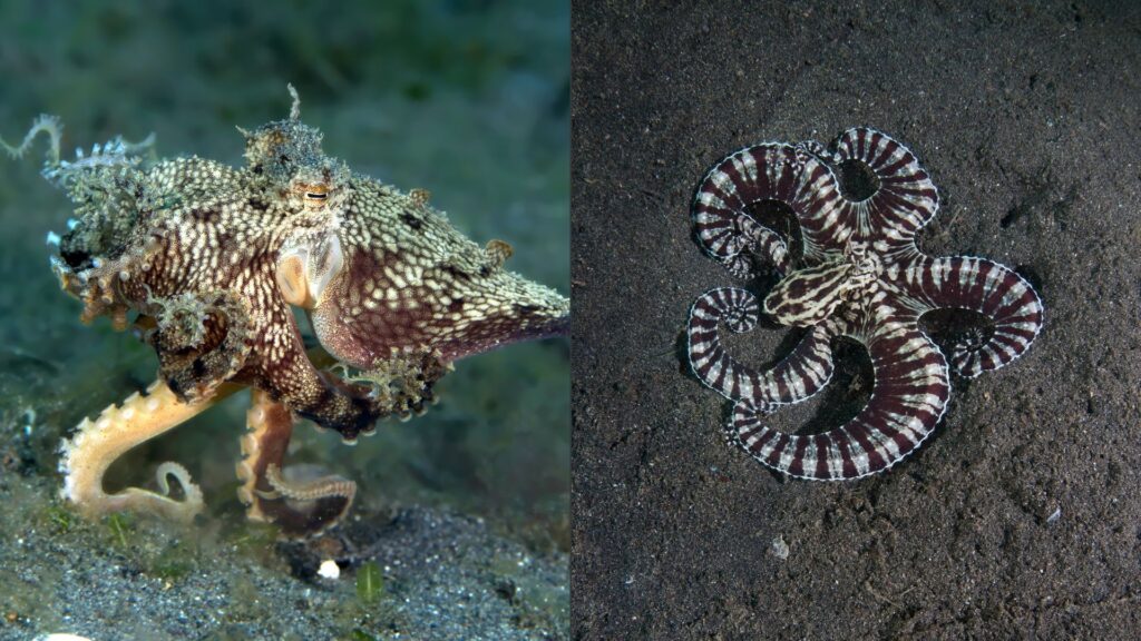 18 Incredible Marine Creatures The Mimic Octopus Can Imitate