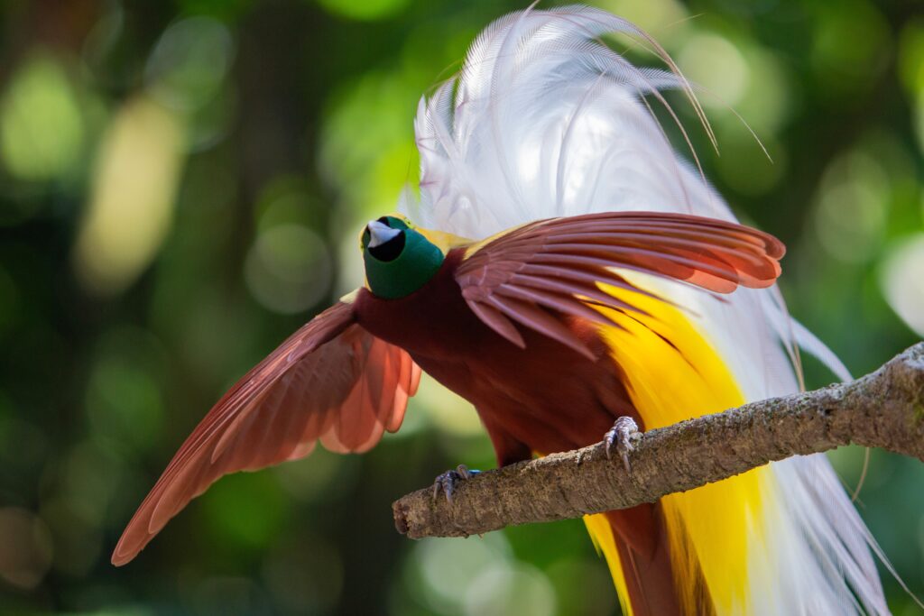 15 Incredible Birds That Hunt Using Tools