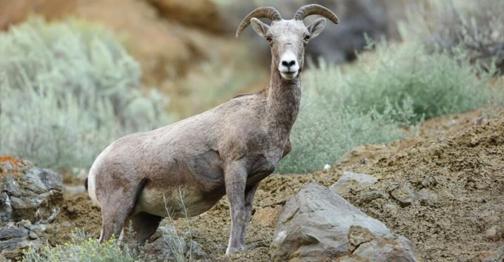 15 Animals Created By Humans Through Breeding (And Where They Came From)