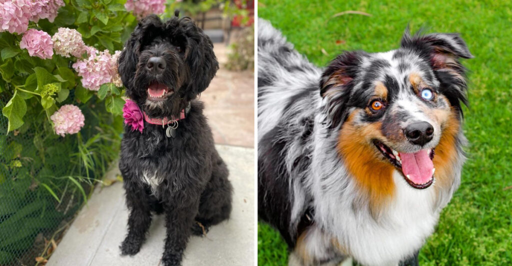 19 Dog Breeds That Are Total Overachievers In Training