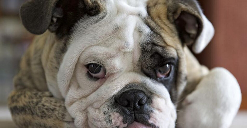 19 Dog Breeds That Face The Highest Risk Of Genetic Disorders - Animalko