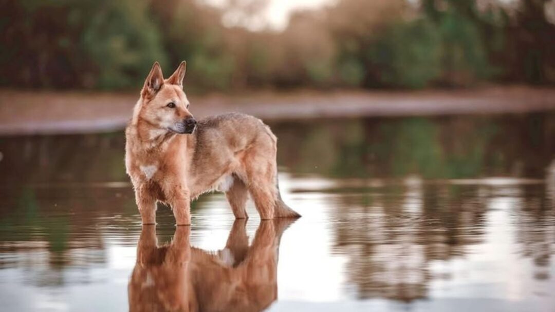 19 Hidden Gem Dog Breeds That Deserve To Be In The Spotlight