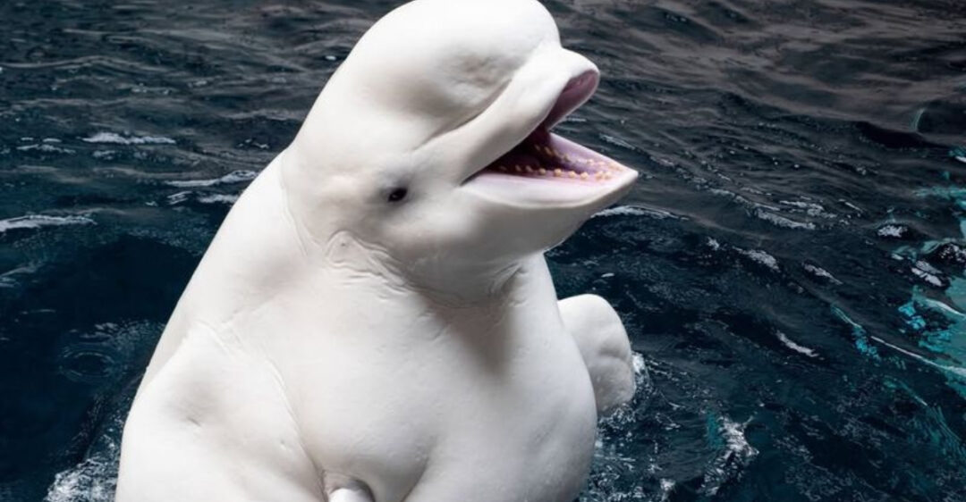 19 Remarkable Animals That Conquer The World’s Most Extreme Temperatures