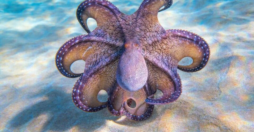 19 Brain-Free Creatures That Prove Smarts Come In All Forms