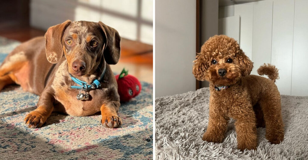 19 Dog Breeds That Make The Best House Pets