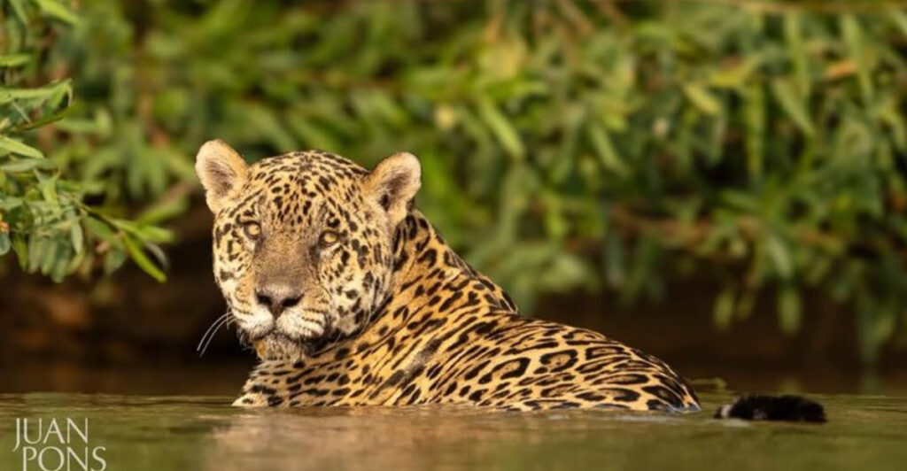 15 Animals That Can Endure Long Periods Without Food