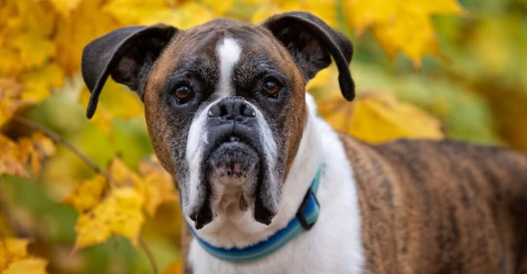 20 Best Types Of Bully Dog Breeds