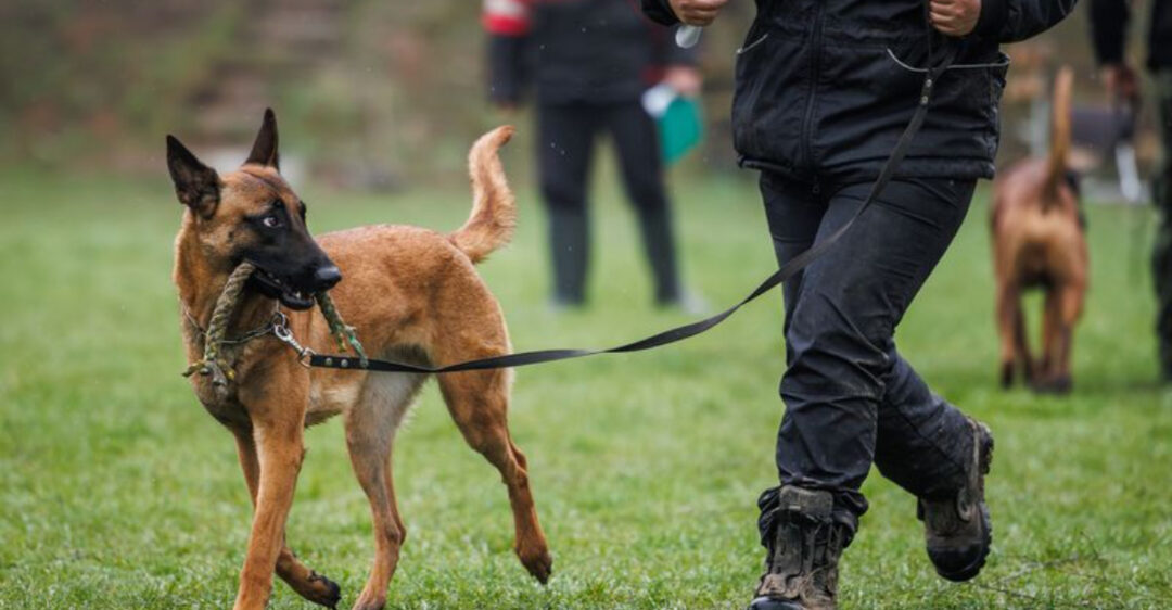 20 Dangerous Dog Training Mistakes You Might Be Making