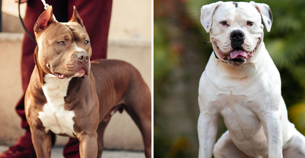 20 Dog Breeds Considered Too Intimidating For Inside The Home