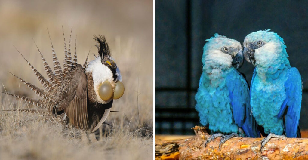 20 Extinct Animals We’ve Lost In The Past 150 Years