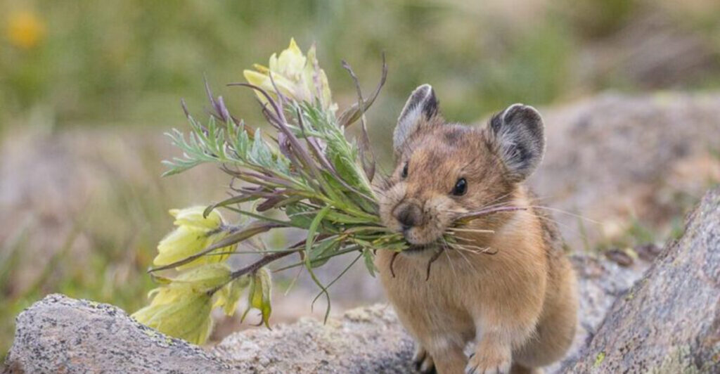 20 Fascinating Facts You Should Know About Pika