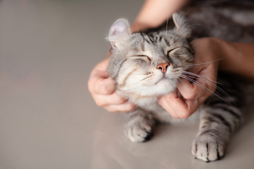 20 Friendliest Cat Breeds That Get Along With Everyone