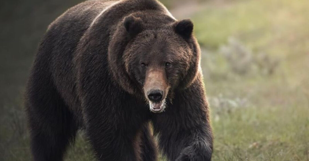 20 Intriguing Facts About The Mighty Grizzly Bear