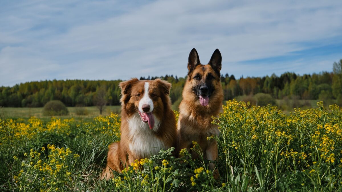 20 Most Common Dog Breeds Adopted In The US
