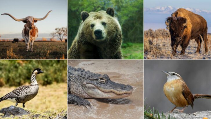20 State Animals - See How Many You Can Name