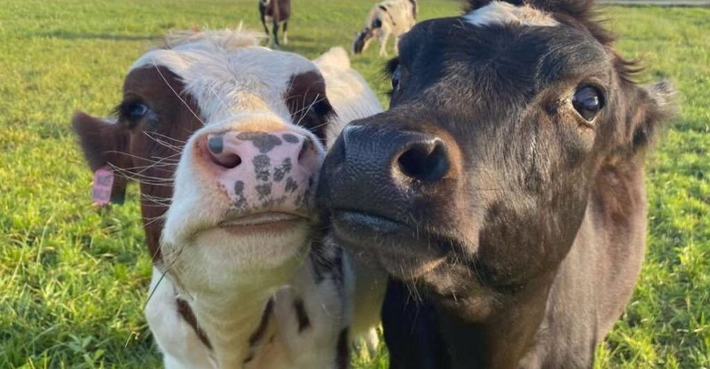20 Surprising Animals That Show Empathy Like Humans - Animalko