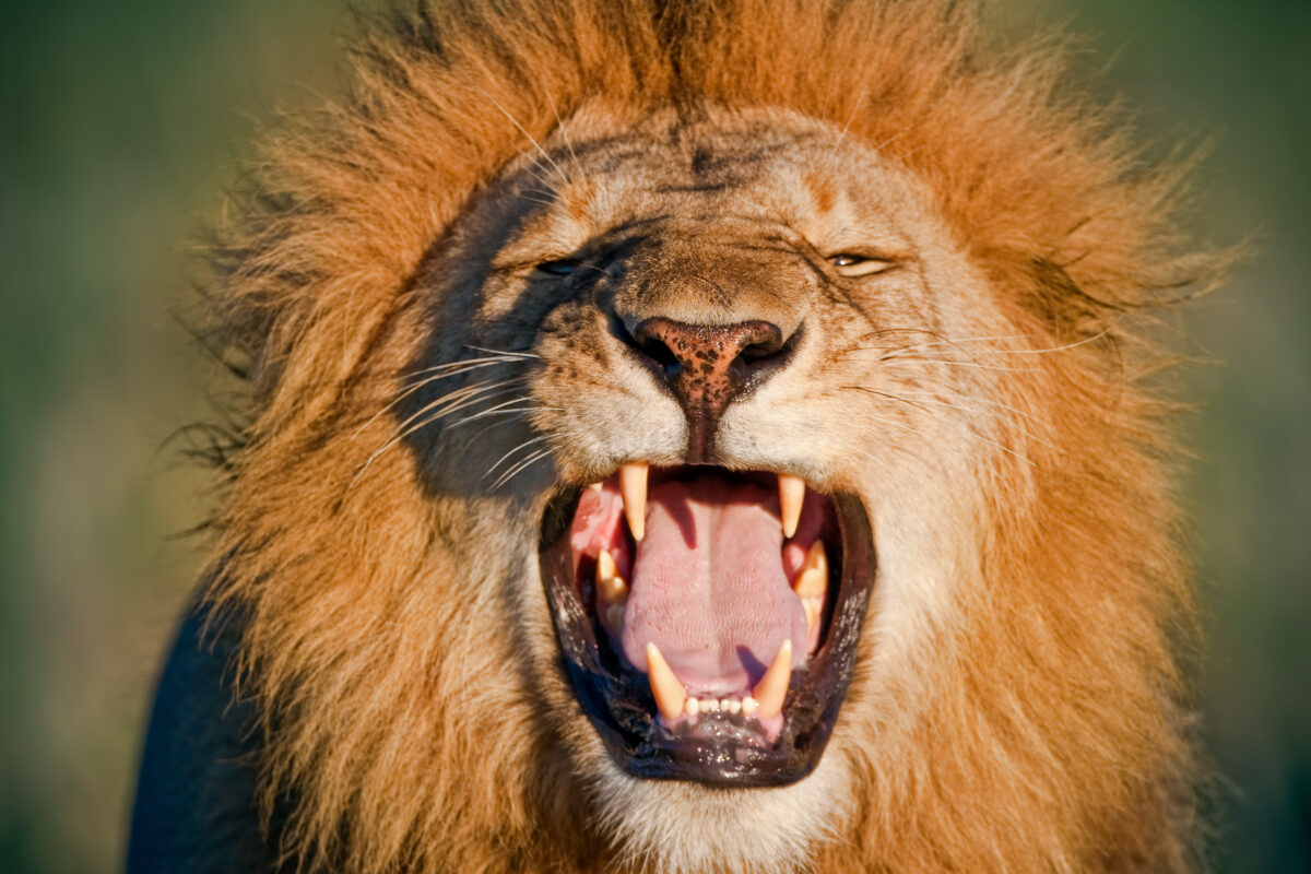 17 Animals That Create Music Or Rhythms Just For Fun