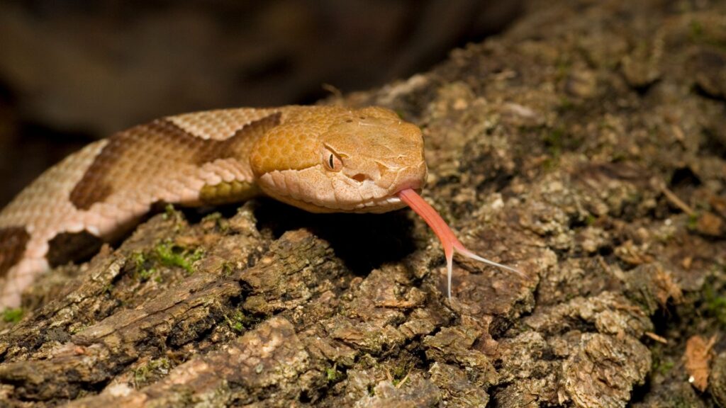 20 U.S. States With The Most Venomous Copperhead Snakes