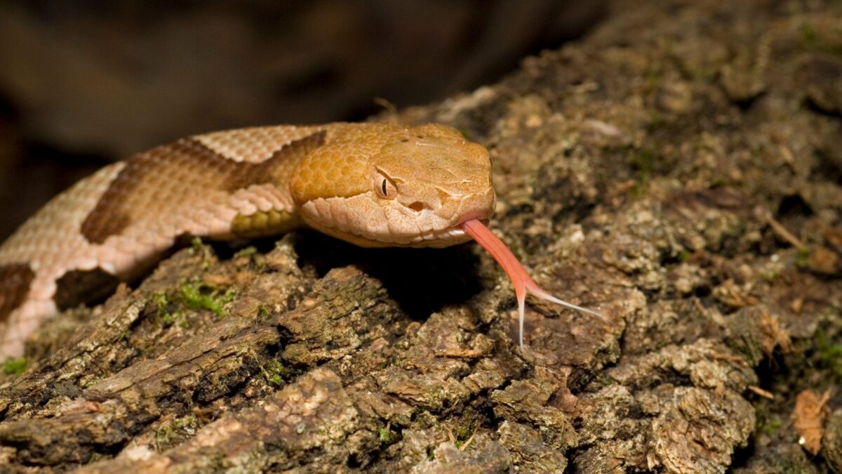 20 U.S. States With The Most Venomous Copperhead Snakes