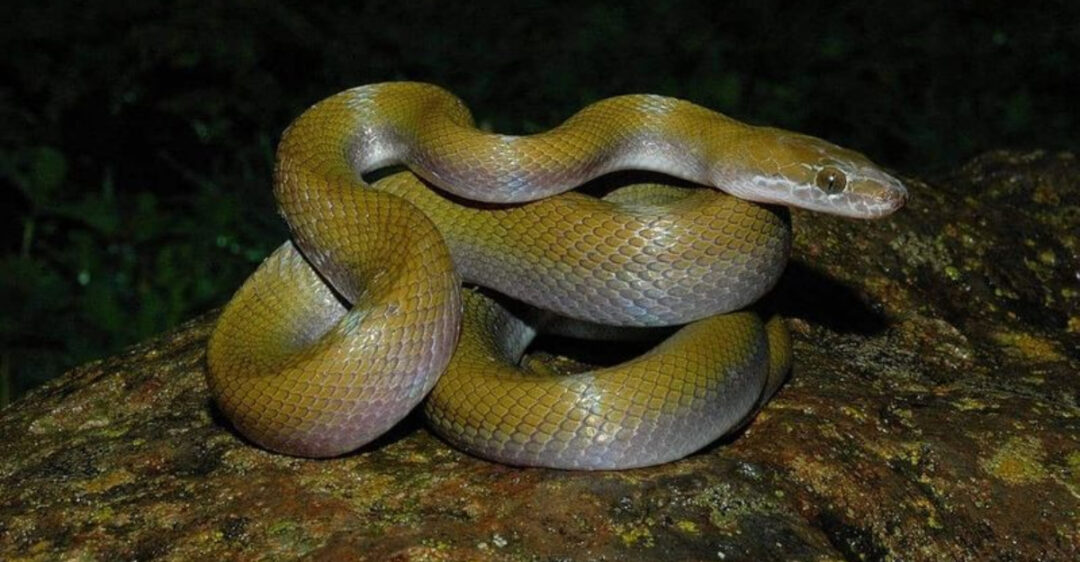 20-Year Captive Turns Out To Be A New Species – 10 Fascinating Facts ...