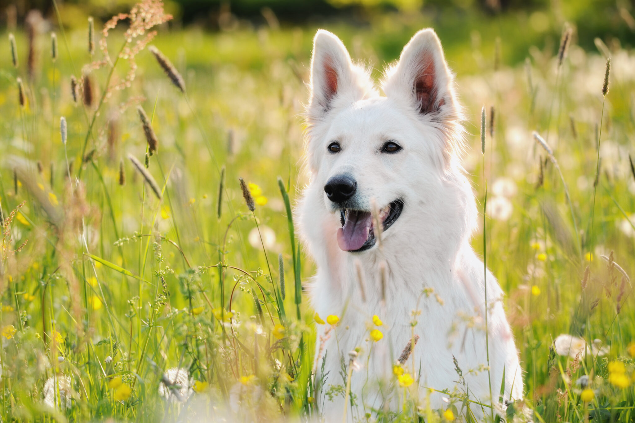 13 Amazing Facts About Arctic Wolves